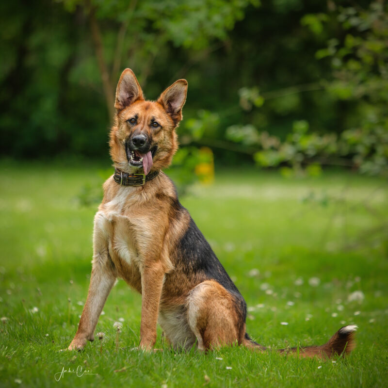 Unsere Tiere - Tierschutz Celle Stadt und Land e. V.
